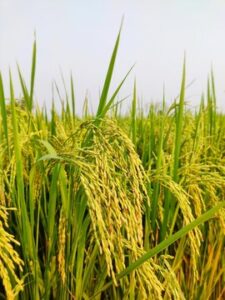Rice Cultivation - Farming Methods, Tips & High Yield