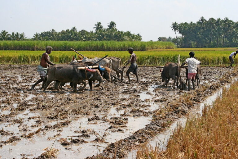 Rice Cultivation - Farming Methods, Tips & High Yield