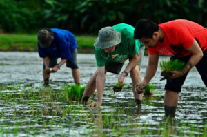 Rice Cultivation - Farming Methods, Tips & High Yield