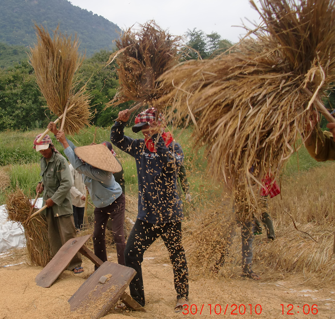 Rice Cultivation - Farming Methods, Tips & High Yield