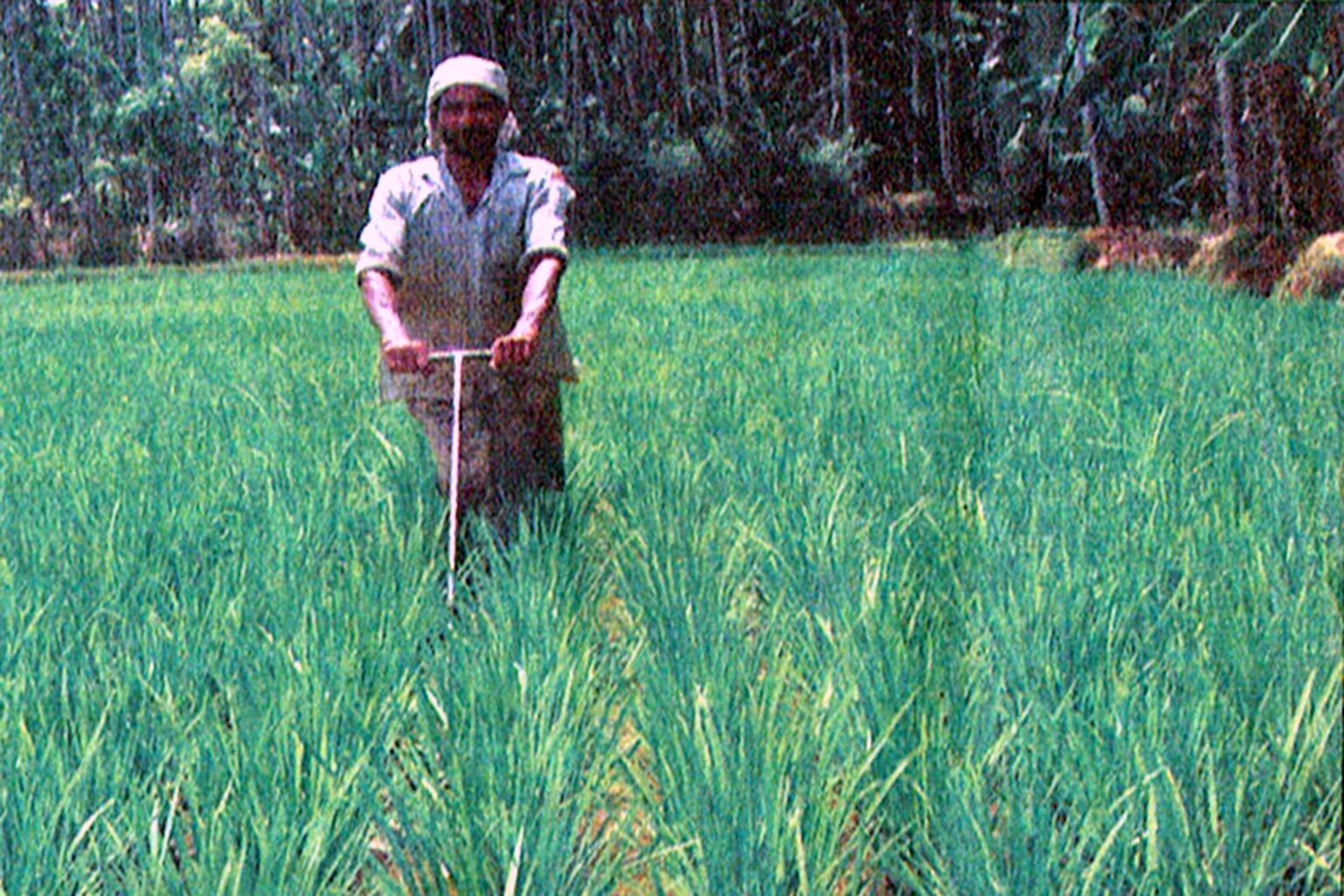 Rice Cultivation - Farming Methods, Tips & High Yield