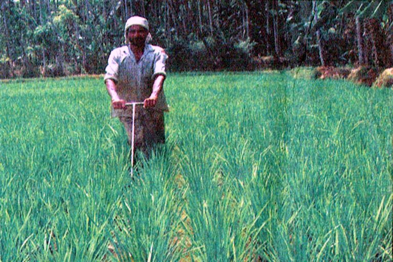 Rice Cultivation - Farming Methods, Tips & High Yield