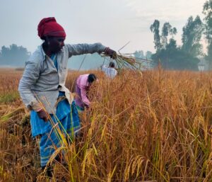 Rice Cultivation - Farming Methods, Tips & High Yield