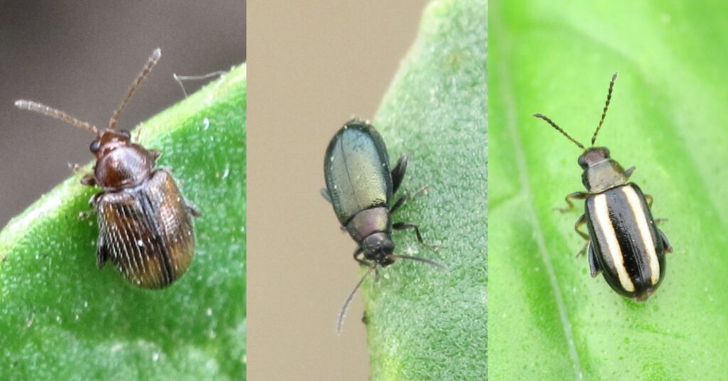 Potato Pests and Diseases - Identification & Control
