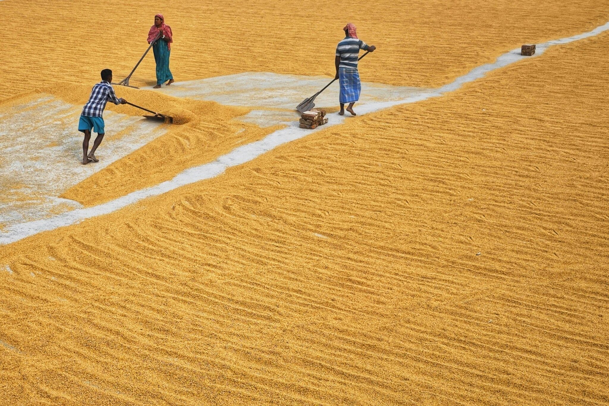 Rice Cultivation - Farming Methods, Tips & High Yield