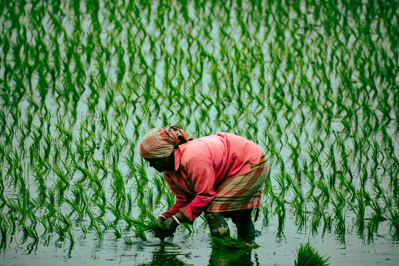 Rice Cultivation - Farming Methods, Tips & High Yield