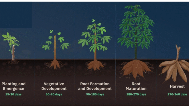 Cassava - Health Benefits, Uses, and How to Grow It