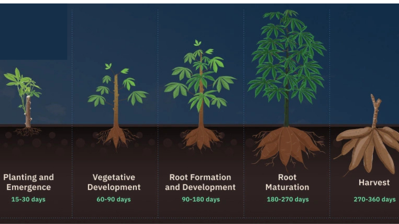 Cassava - Health Benefits, Uses, and How to Grow It
