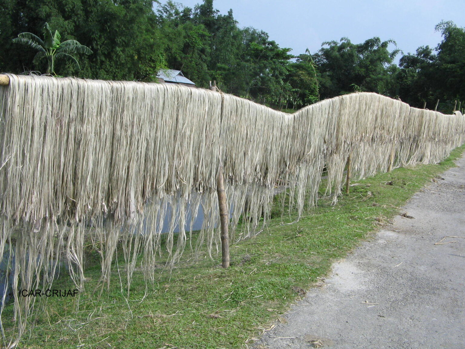 Jute Plant - Cultivation, Care, and Uses Guide
