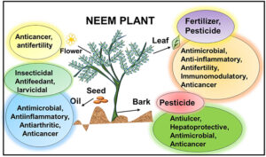 How to Grow a Neem Tree - Simple Steps for Healthy Growth