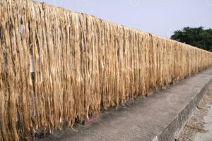 Jute Plant - Cultivation, Care, and Uses Guide