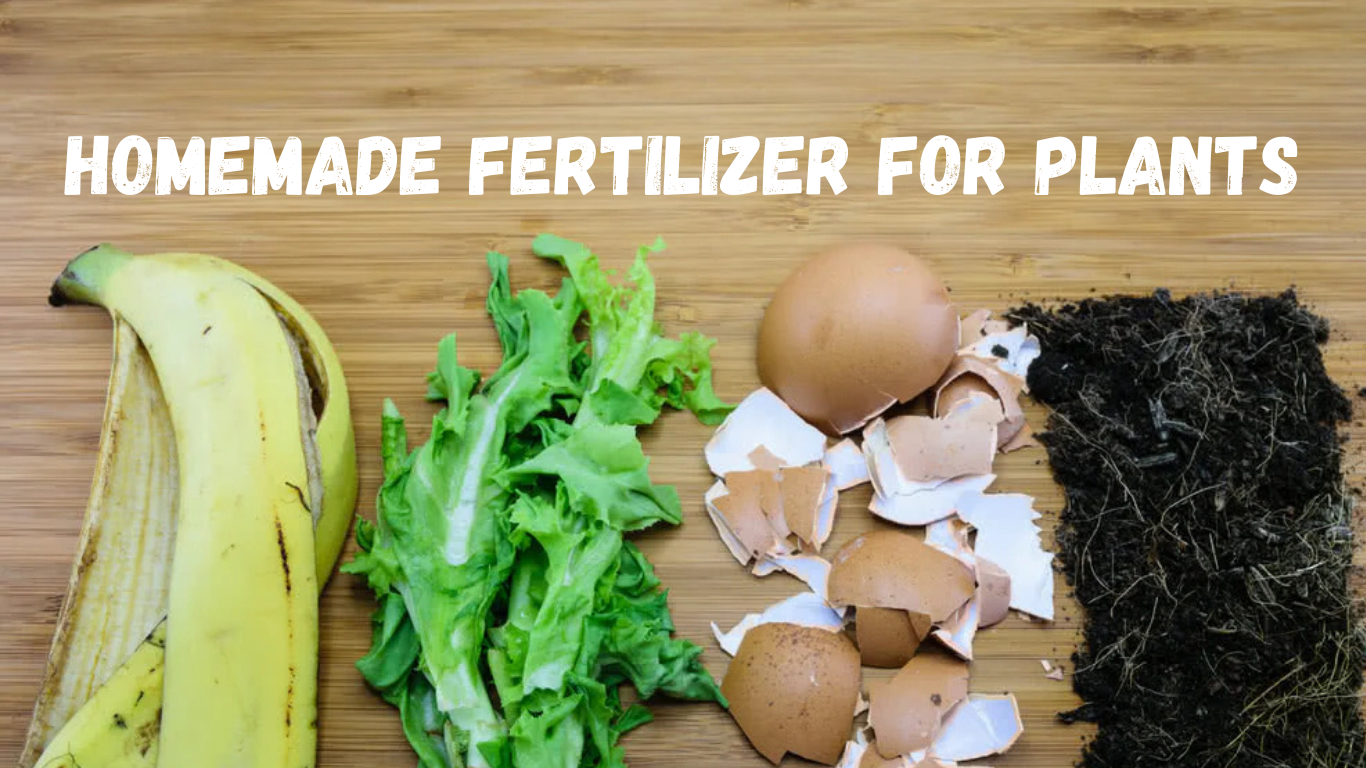 Homemade Fertilizer for Plants - Simple Organic Tips for Gardening