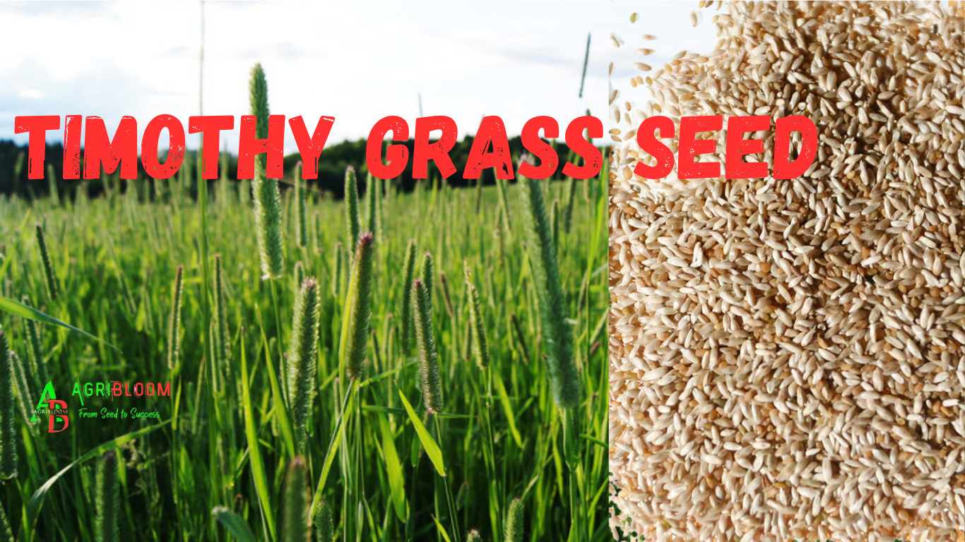 Timothy Grass Seed - Simple Guide for Hay & Horse Owners