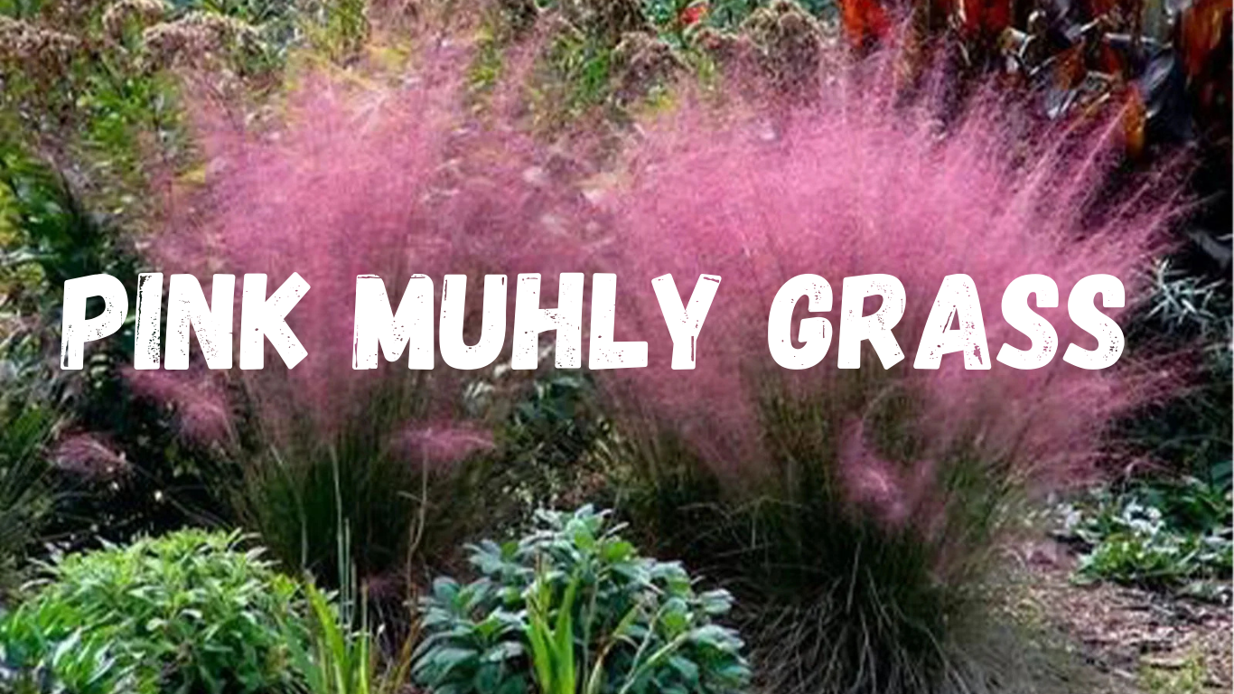 Pink Muhly Grass - Planting, Care and Landscaping Guide
